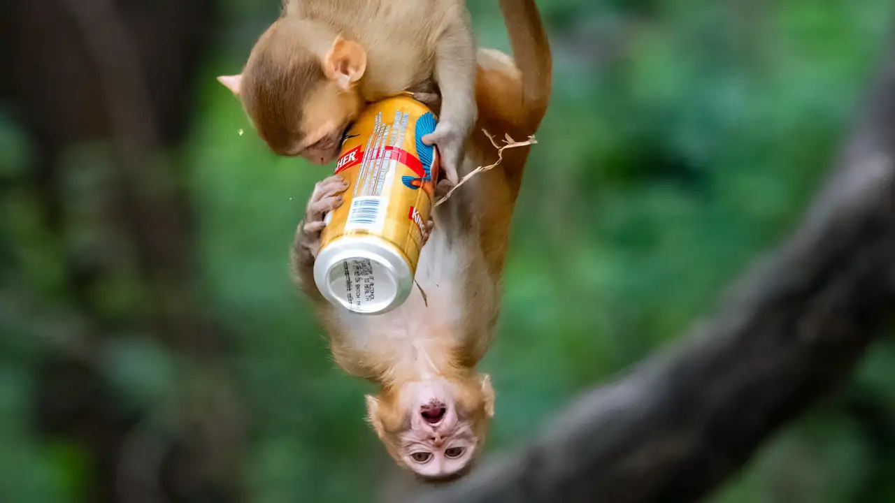 Monos: fotos de monos, características y cuántos tipos hay