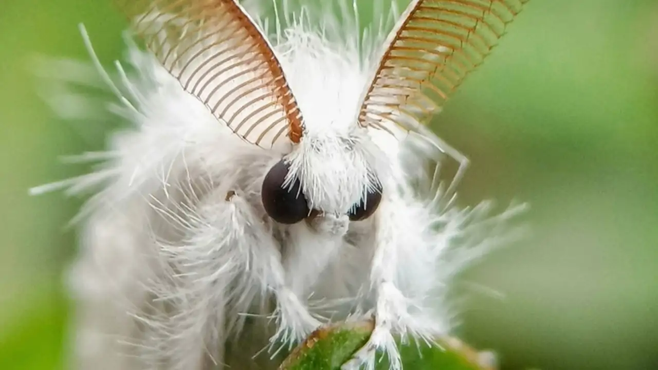 Insectos - Tipos, características y cuáles son los más raros