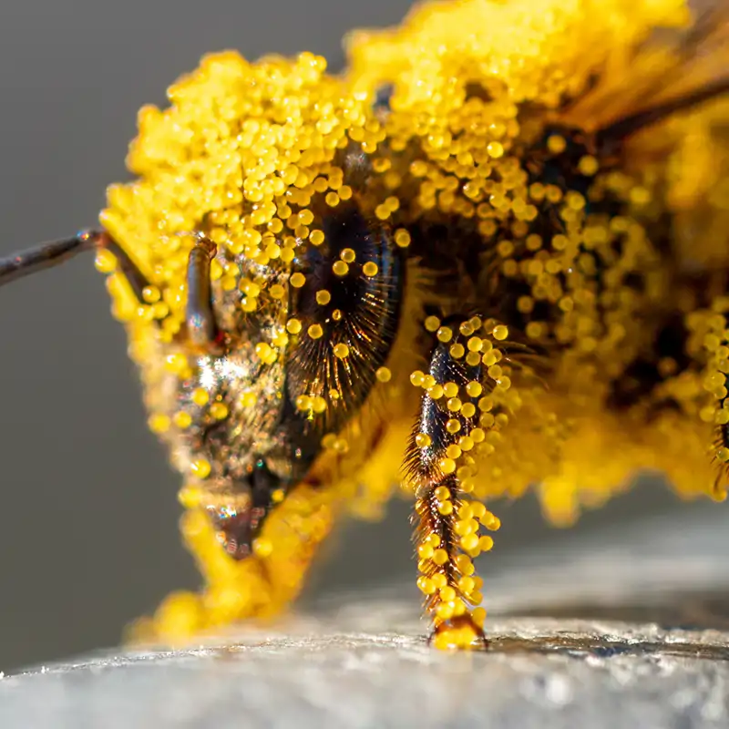 Abejas - características, diferencia con las avispas y por qué son ...