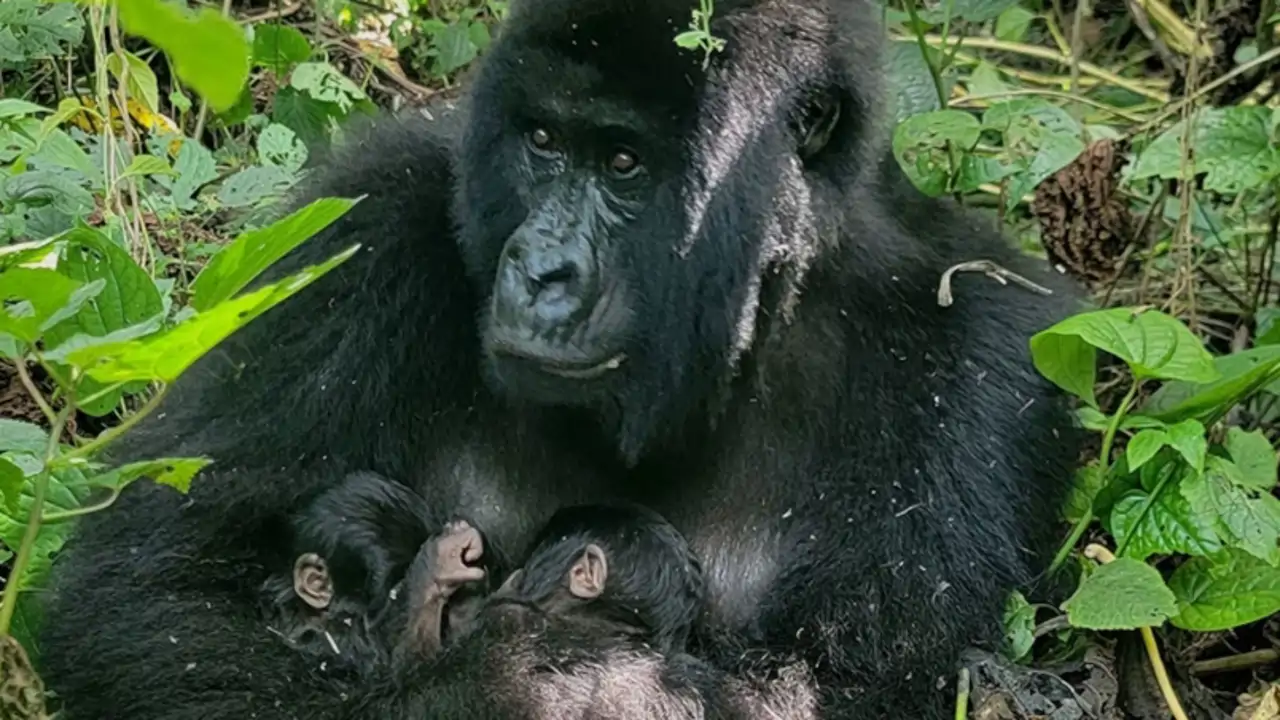 Animales domésticos: definición y deferencia con animales domados y ...