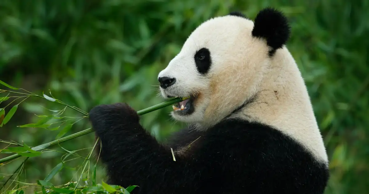 Las 7 fotos de la semana en National Geographic: gorilas bebés y los ...