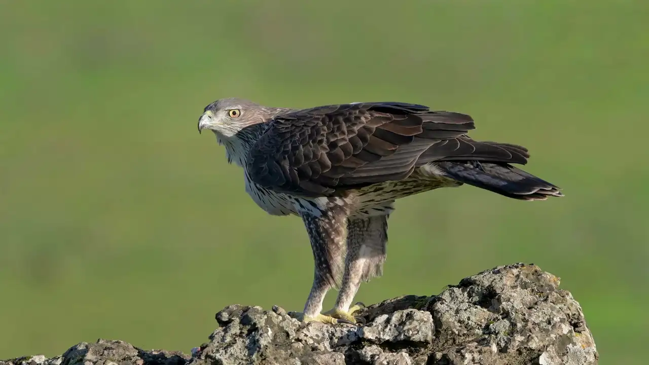 Animales domésticos: definición y deferencia con animales domados y ...