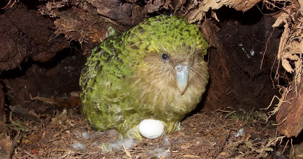 El loro que no vuela, una extraña especie de Nueva Zelanda, cría por ...