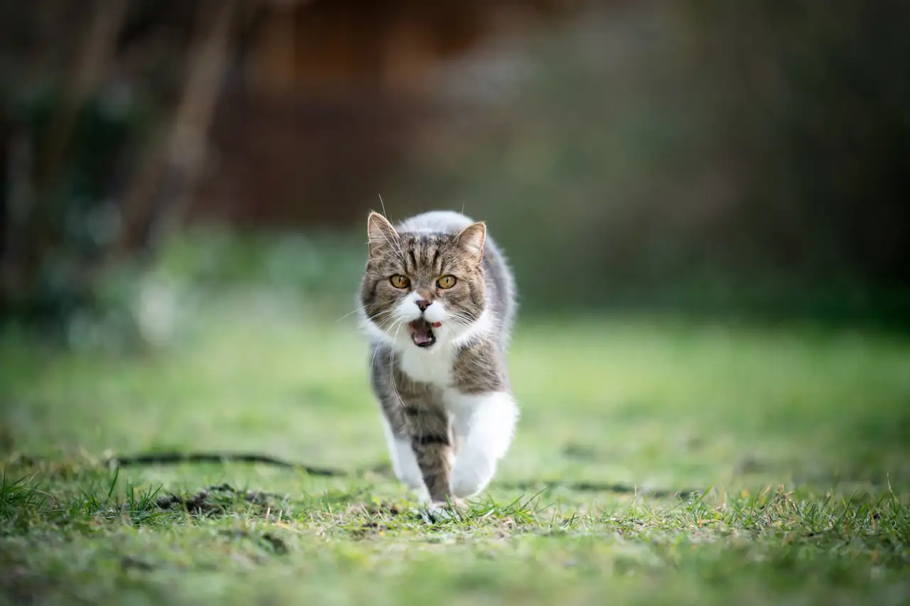 Las mascotas contra la biodiversidad: por qué los perros y gatos son ...