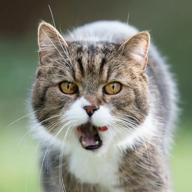 Reportajes y fotografías de Gato en National Geographic
