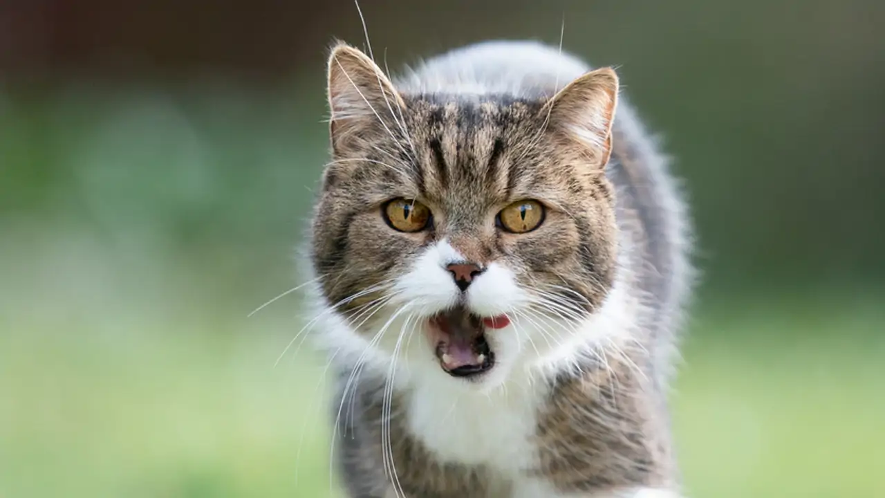 Reportajes y fotografías de Gato en National Geographic