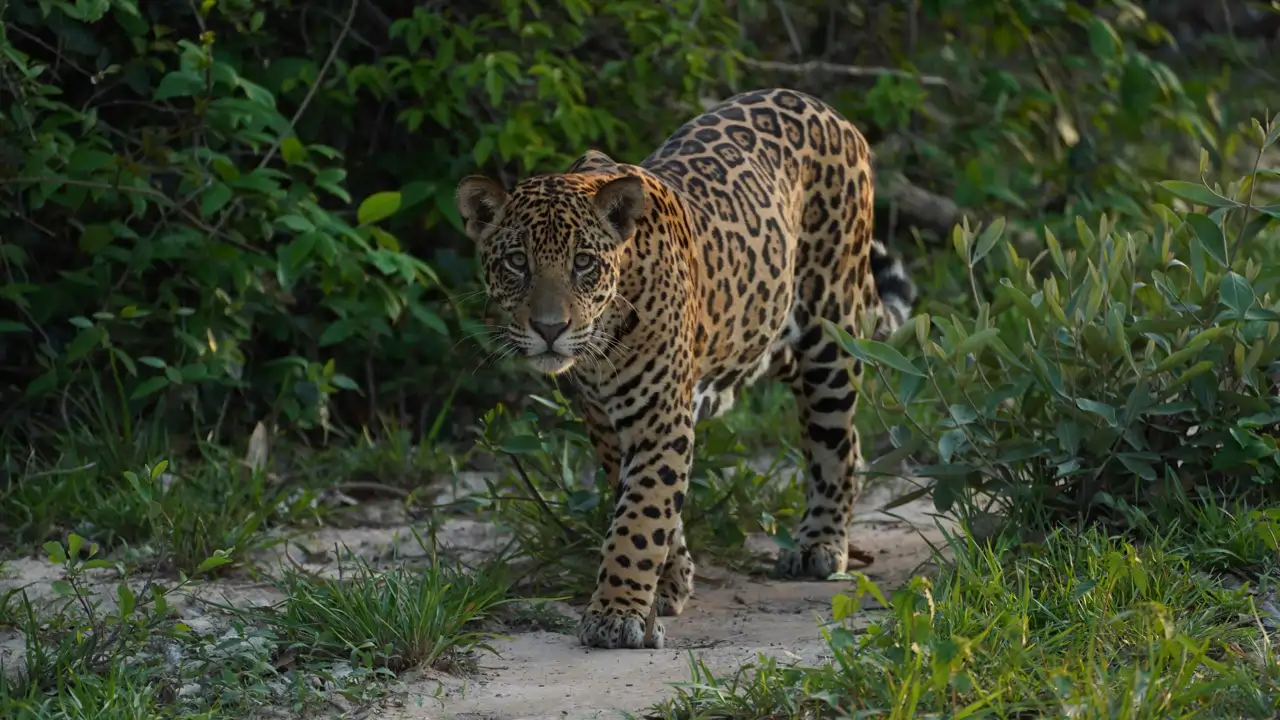 Estos son los finalistas del Comedy Wildlife Photography Award 2024