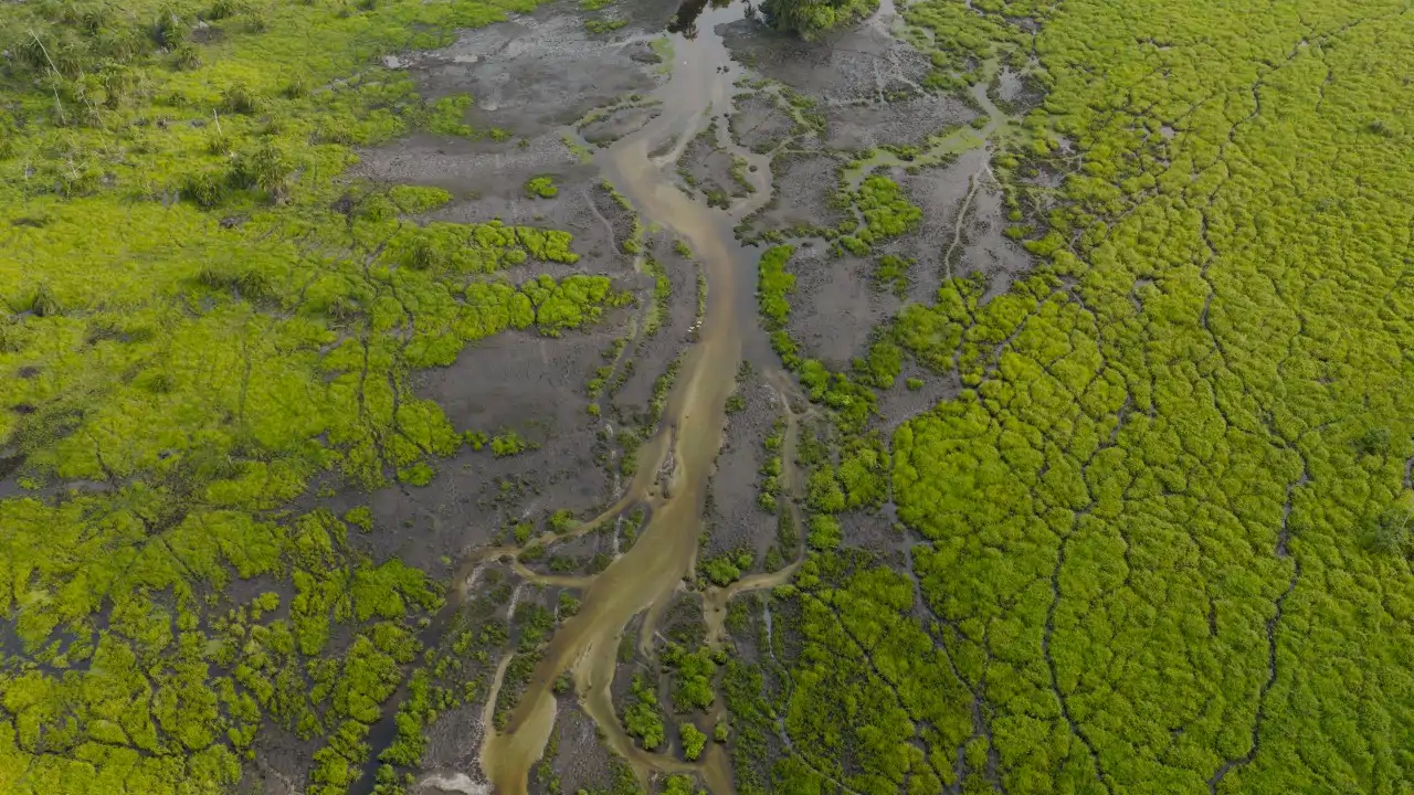 La cuenca del Congo, el último gran bosque virgen del planeta
