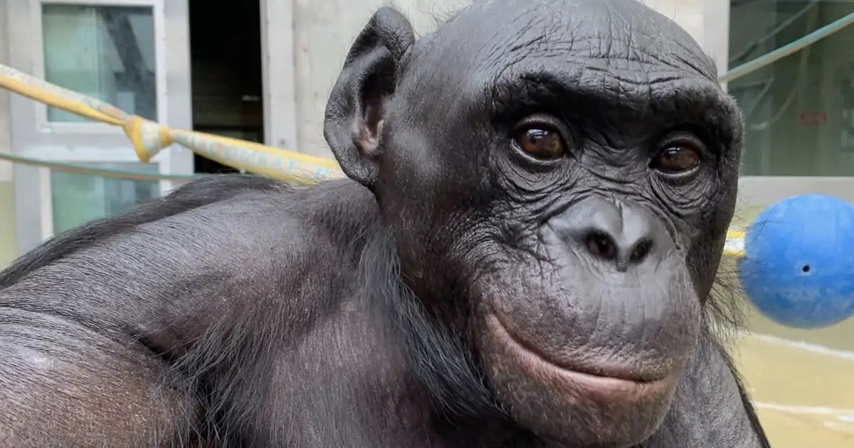 Un bonobo participa en una 'ceremonia del té' y demuestra que no solo ...
