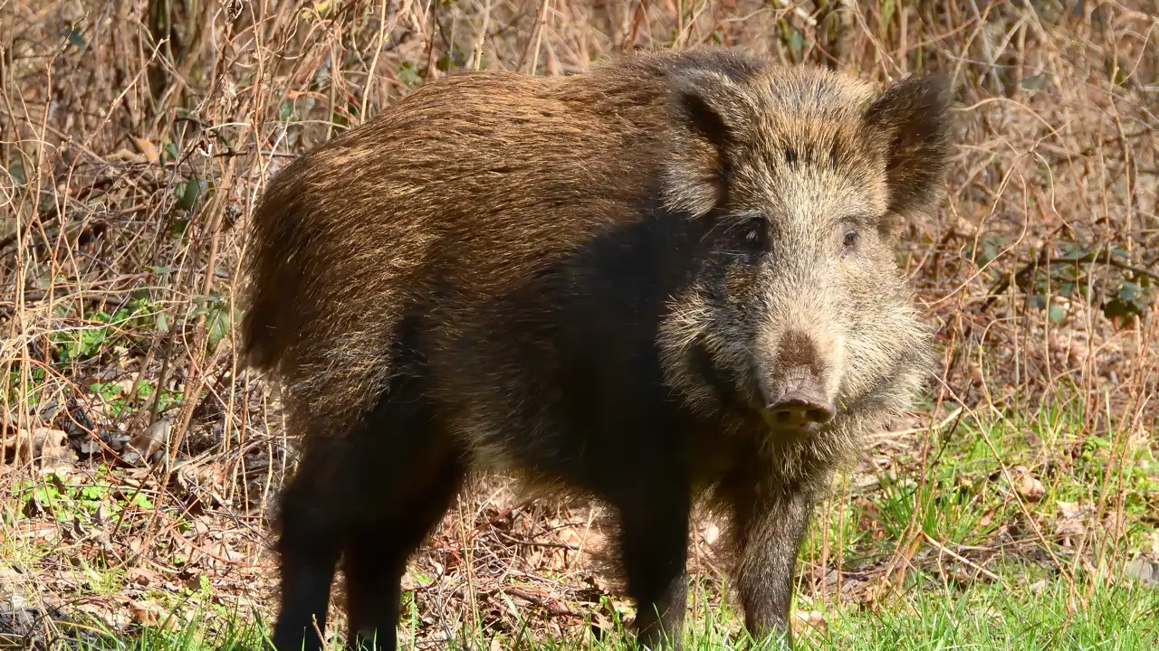Animales domésticos: definición y deferencia con animales domados y ...