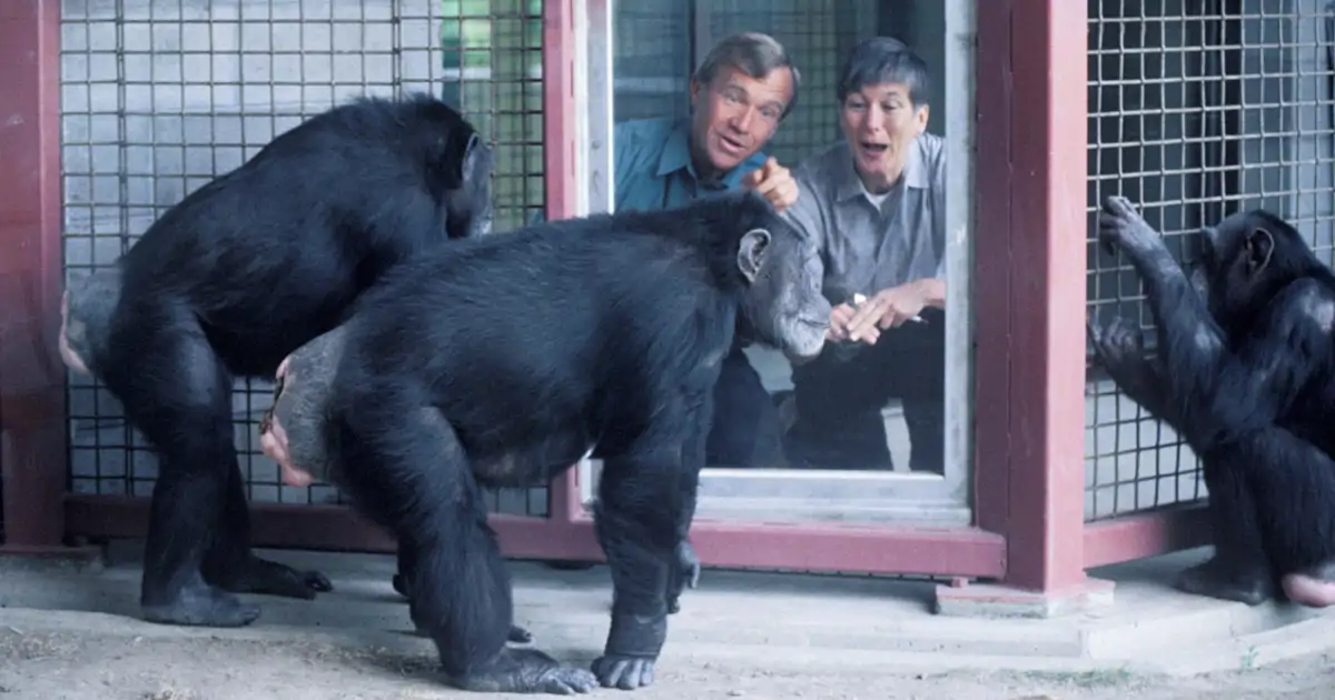 La increíble historia de Tatu y Loulis, los últimos chimpancés ...