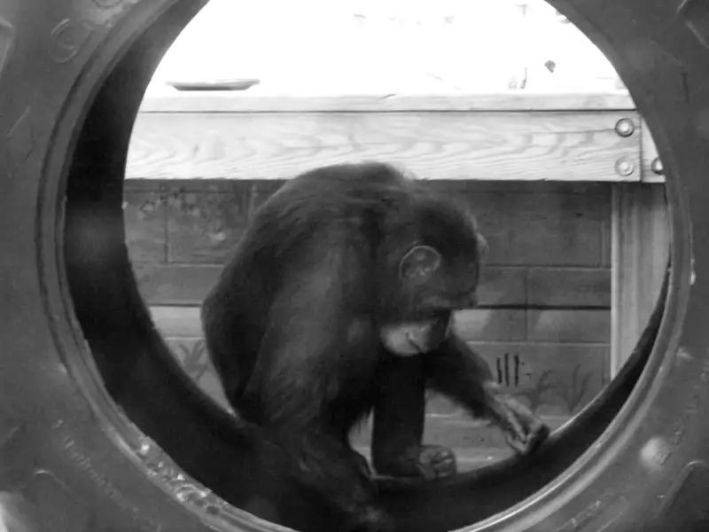 La increíble historia de Tatu y Loulis, los últimos chimpancés ...