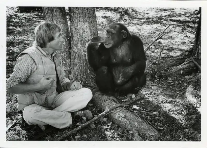 La increíble historia de Tatu y Loulis, los últimos chimpancés ...