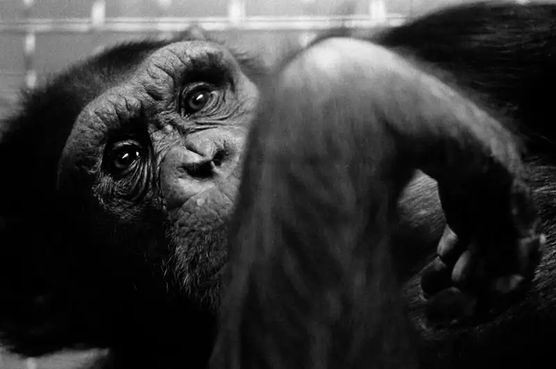 La increíble historia de Tatu y Loulis, los últimos chimpancés ...