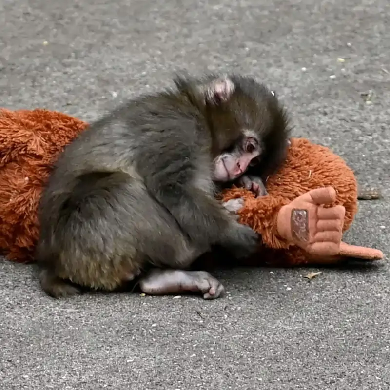 Monos: fotos de monos, características y cuántos tipos hay
