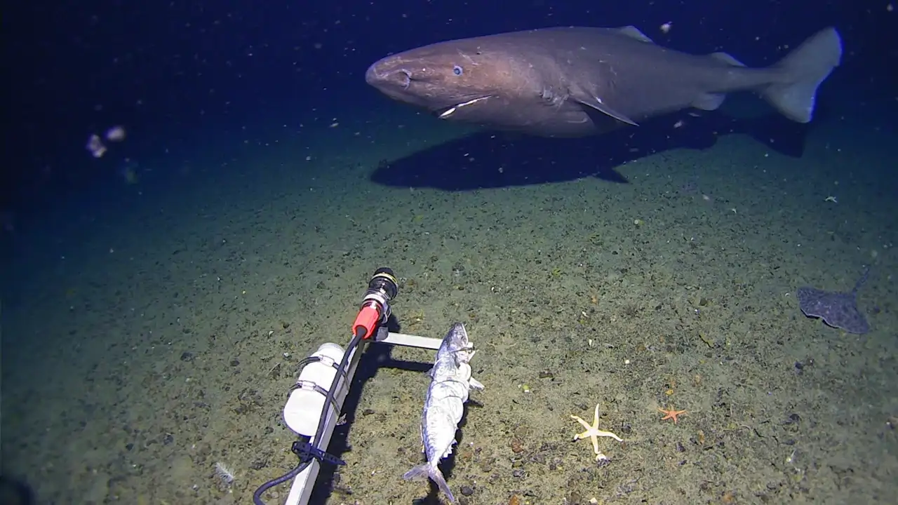 Megalodón: así era el monstruo marino más letal del océano