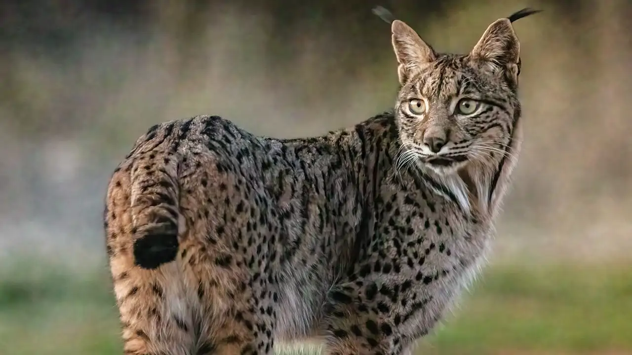 Curiosidades sobre el lince ibérico, el que fue el mamífero más ...