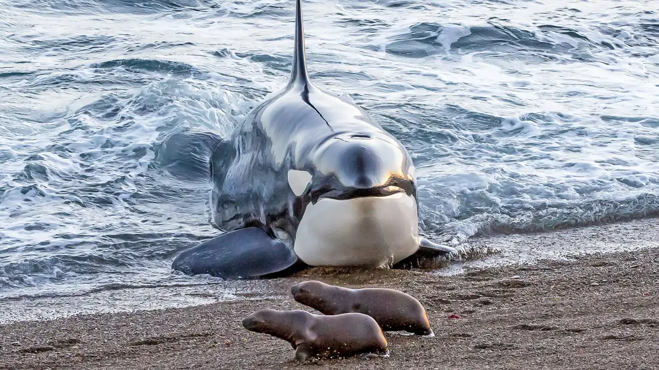 Orcas Gladis: ¿por qué atacan? ¿qué hacer si una de ellas embiste mi barco?