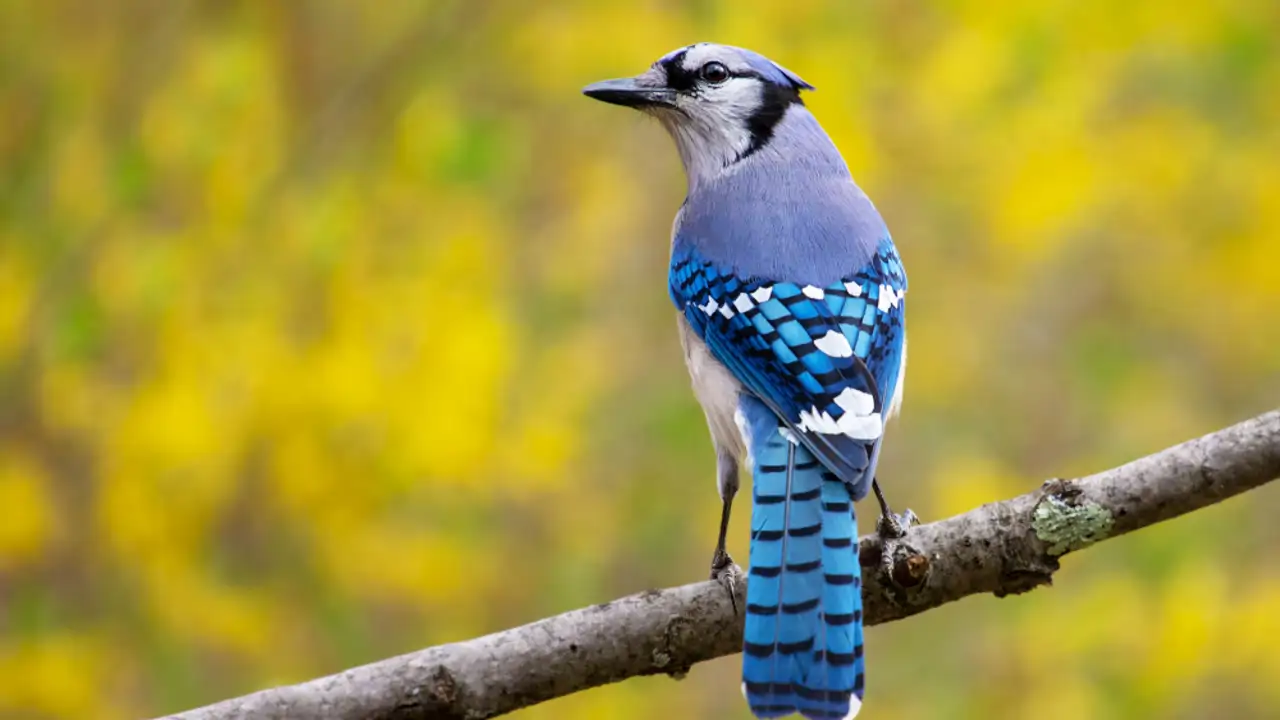 Animales domésticos: definición y deferencia con animales domados y ...