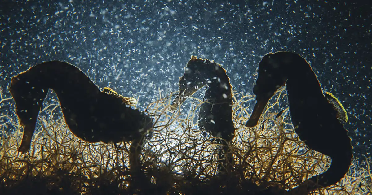 La vida oculta de los caballitos de mar