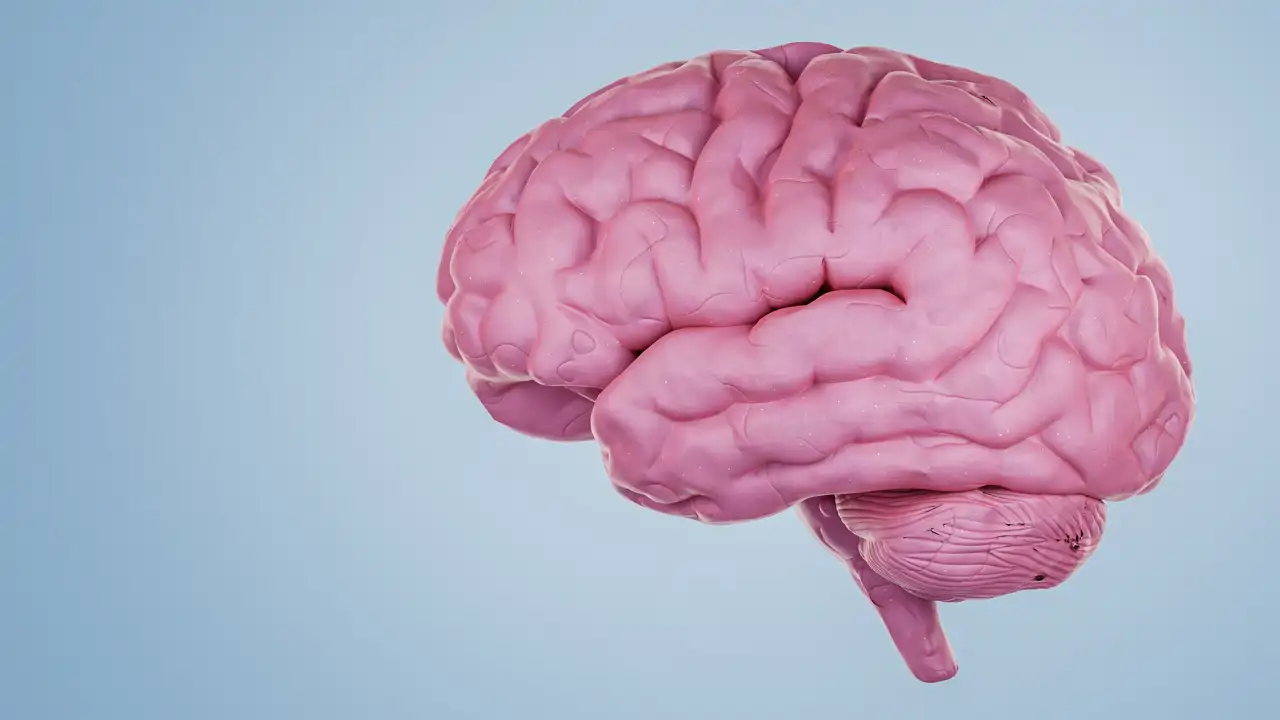 Así se forman los pensamientos en el cerebro: "Es uno de los grandes ...
