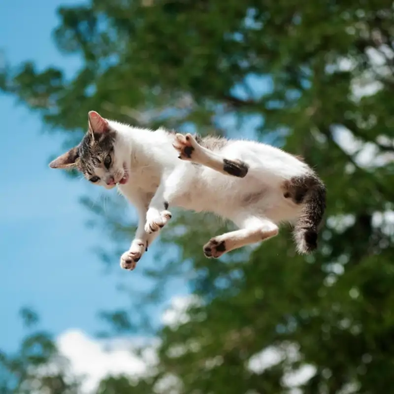 Reportajes y fotografías de Gato en National Geographic