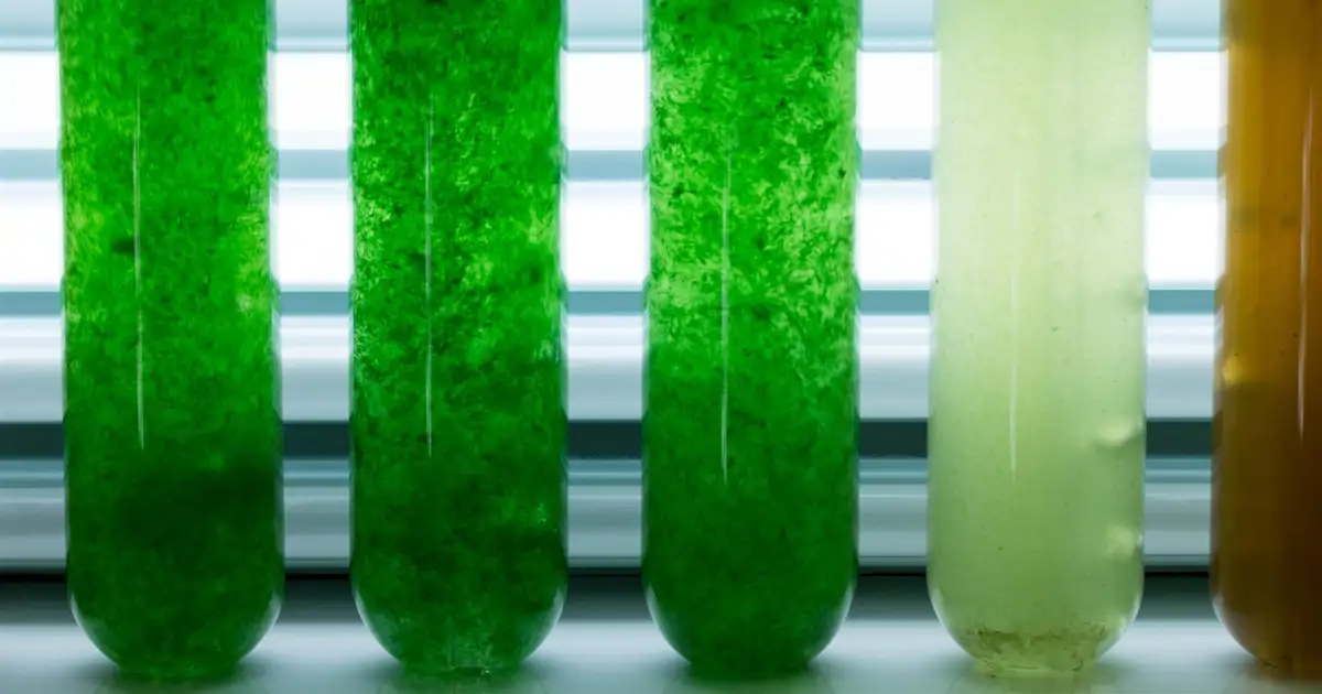 Desarrollan un método para crear biodiesel a partir de algas y conchas ...