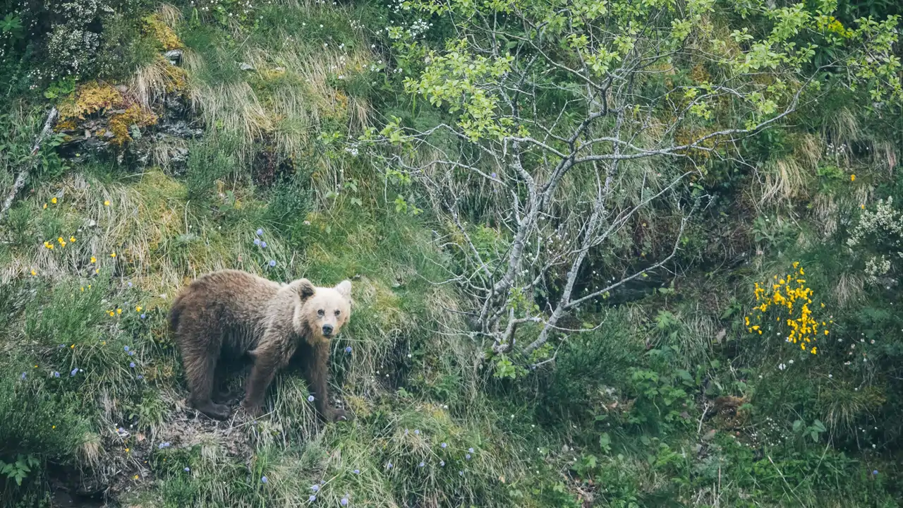 8 fotos de osos luchando por su comida: hambre, peleas por el almuerzo ...