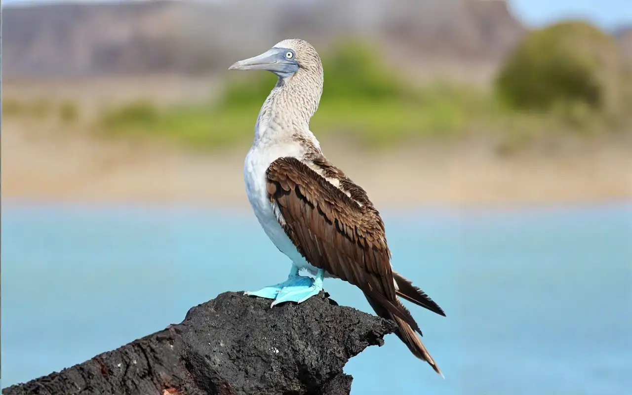 Lo pintaron bobo pero no lo es: la fascinante historia del pájaro ...