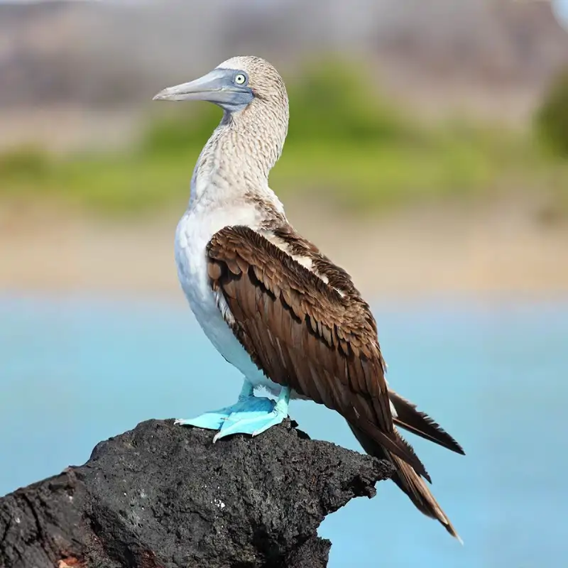 Pájaros: tipos de aves y fotos de pájaros bonitos