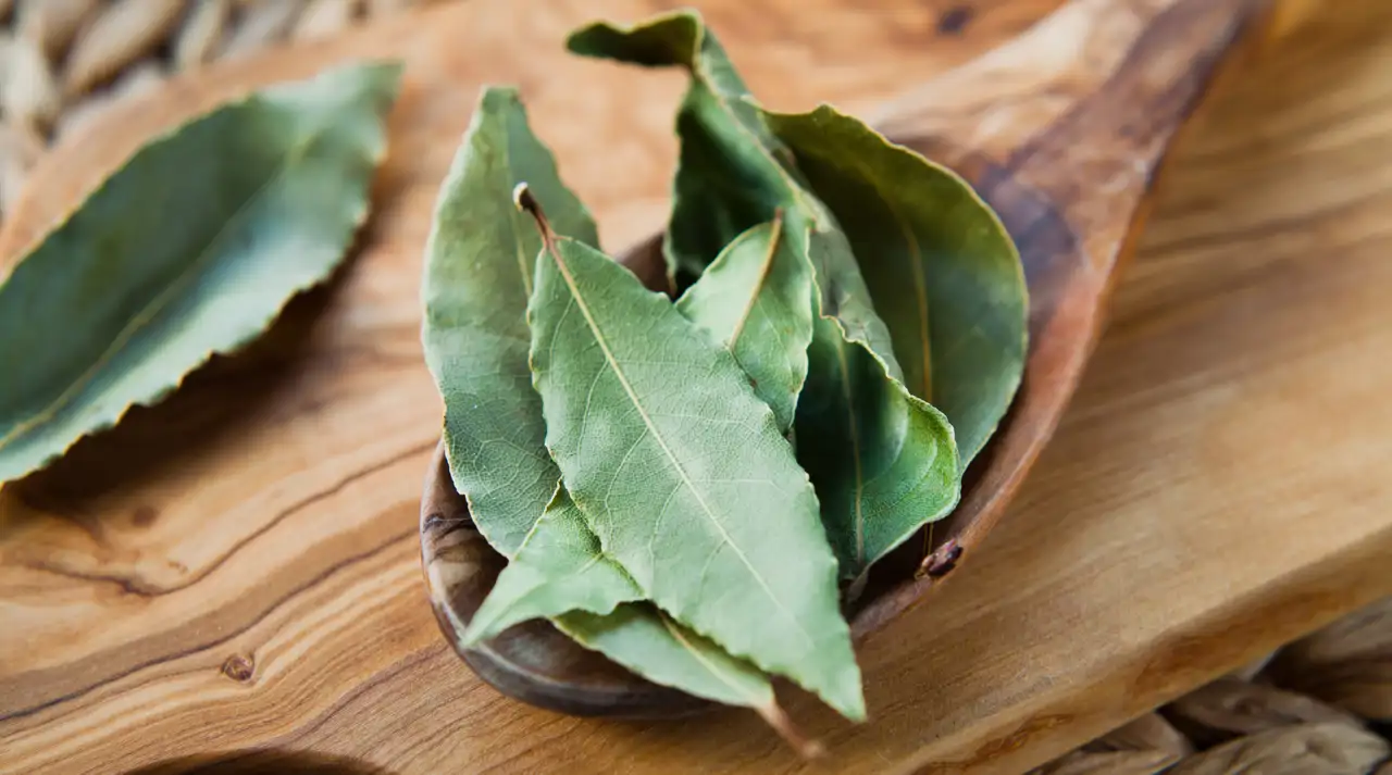 El laurel: análisis, beneficios y todo sobre los mitos que se le ...