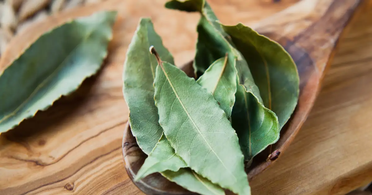El laurel: análisis, beneficios y todo sobre los mitos que se le ...