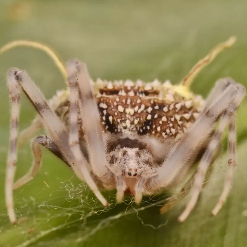 Arañas - Características y cuántas patas y ojos tienen las arañas