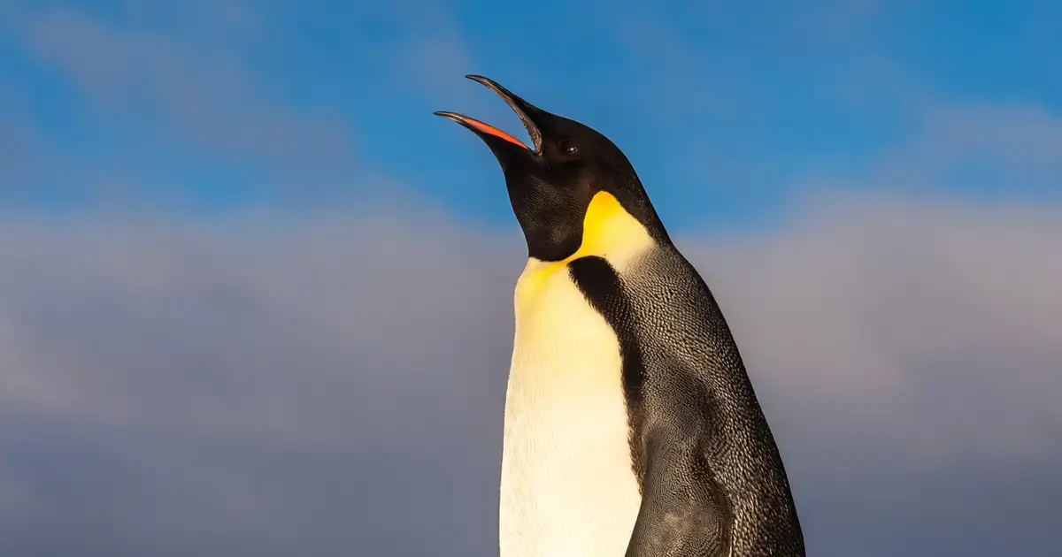 Es oficial: el pingüino emperador de la Antártida está en peligro de ...