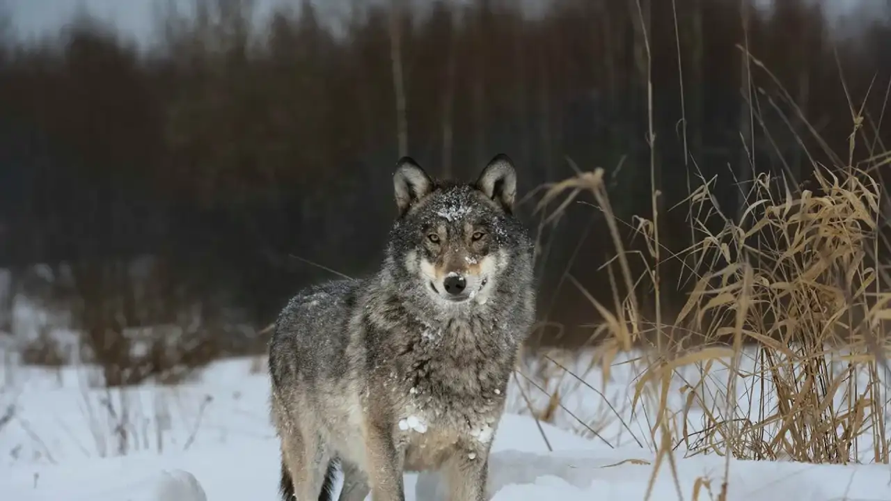 Luz verde a la caza del lobo ibérico en España: ¿qué significa?
