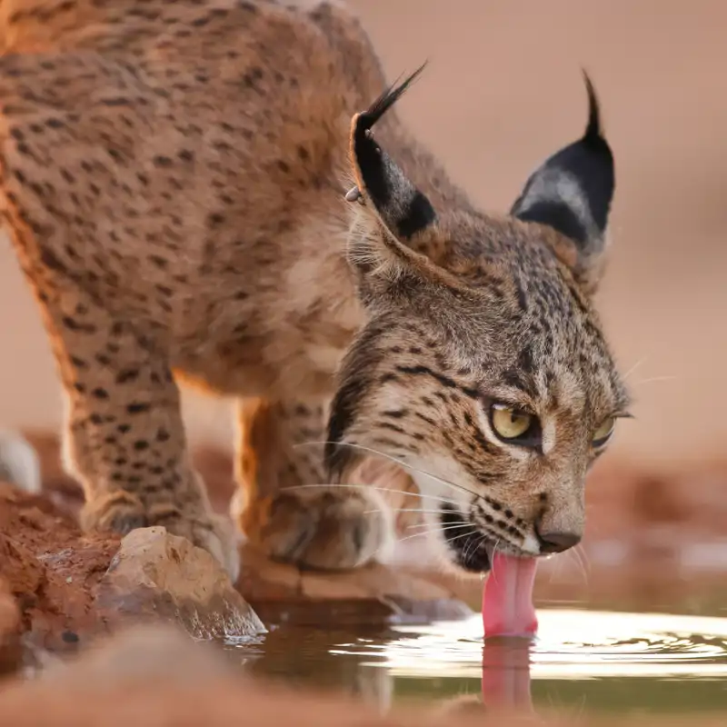 Lince: fotos, características y por qué están en peligro