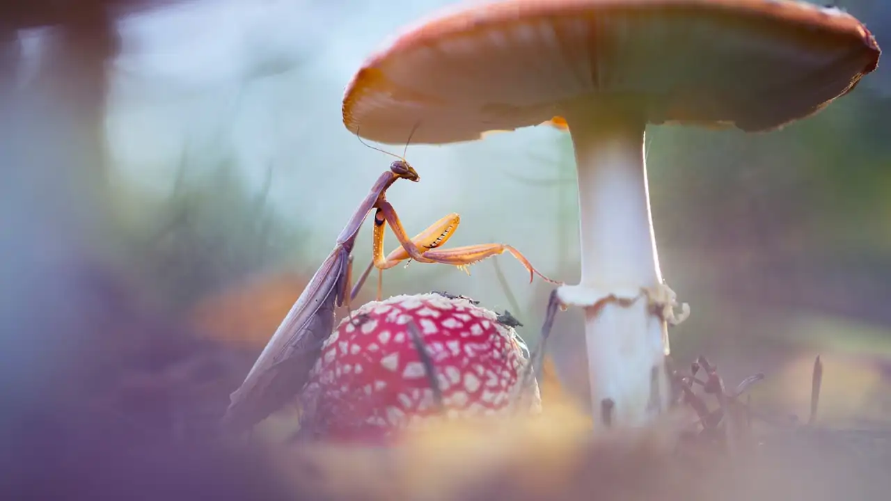 Insectos - Tipos, características y cuáles son los más raros
