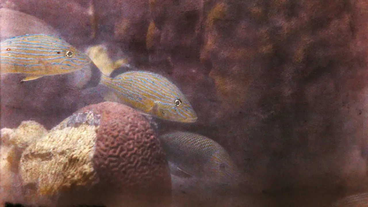 Peces - Fotos de peces coloridos, tipos y curiosidades