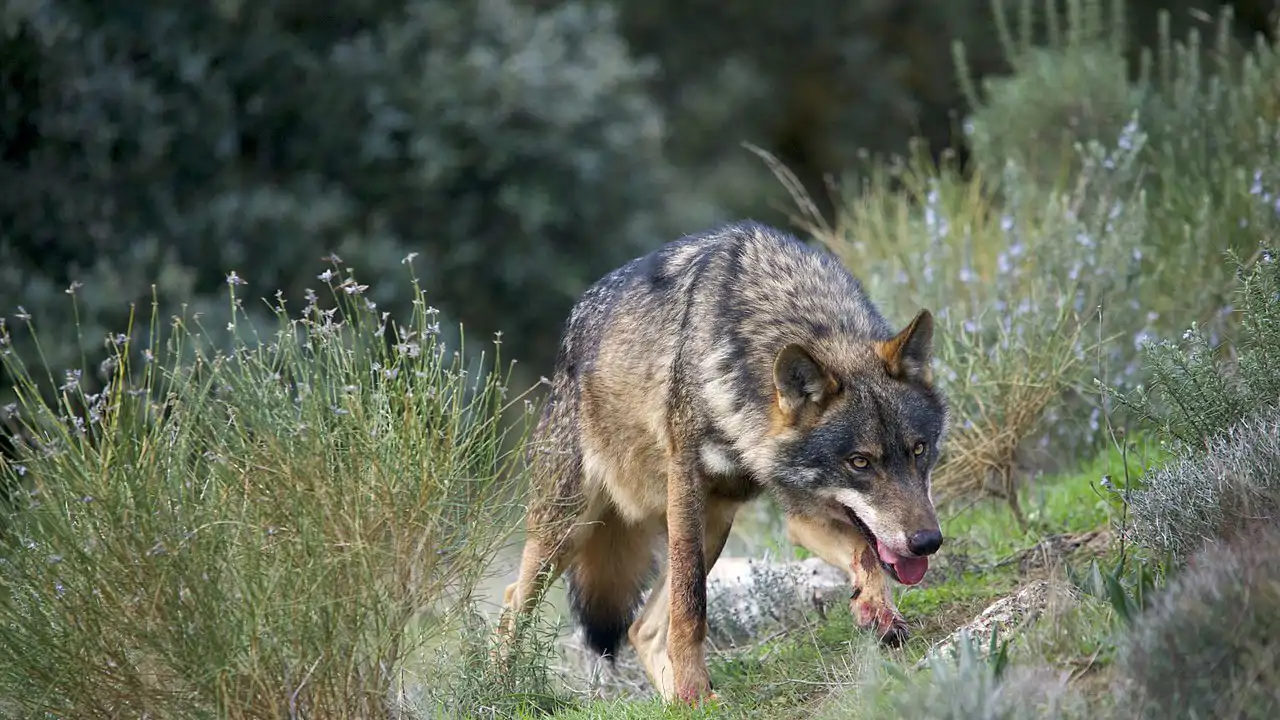 Animales domésticos: definición y deferencia con animales domados y ...