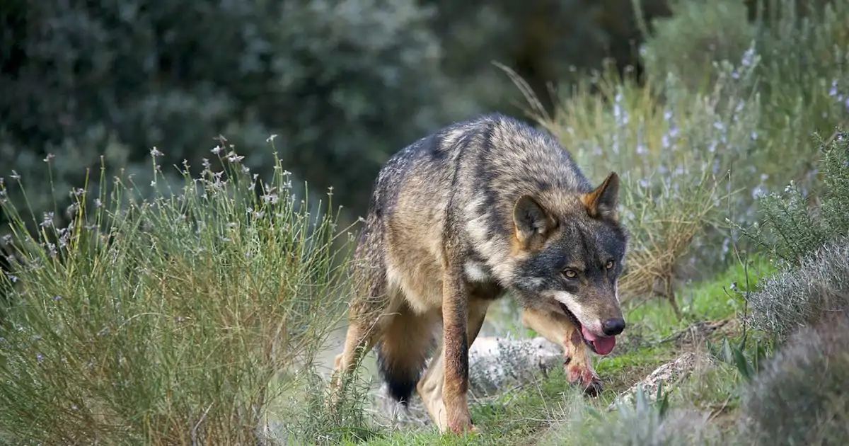 ¿Algo pasa en Asturias? Denuncian que donde antes había lobos ahora hay ...