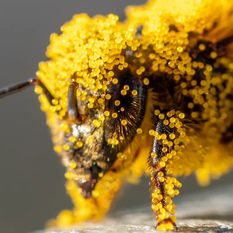 Abejas - características, diferencia con las avispas y por qué son ...
