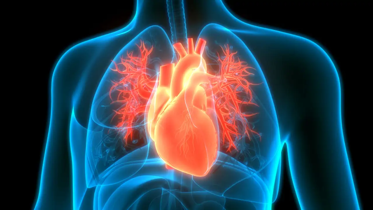 Estudian el corazón con IA y descubren que ya se puede analizar con una ...