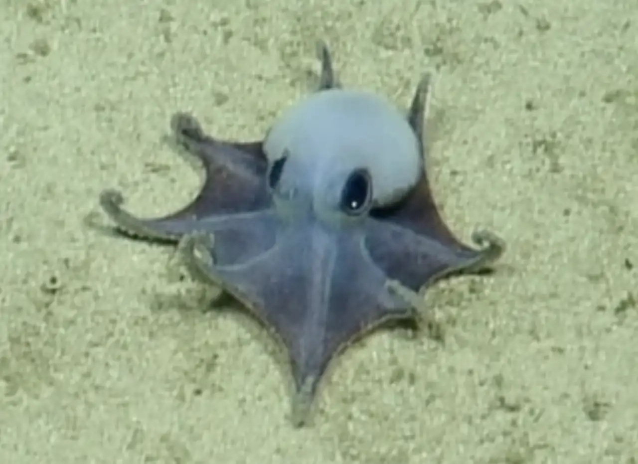 Un pulpo azul que cabe en la palma de tu mano: las Islas Galápagos dan ...