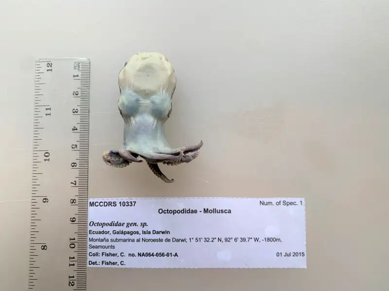 Un pulpo azul que cabe en la palma de tu mano: las Islas Galápagos dan ...