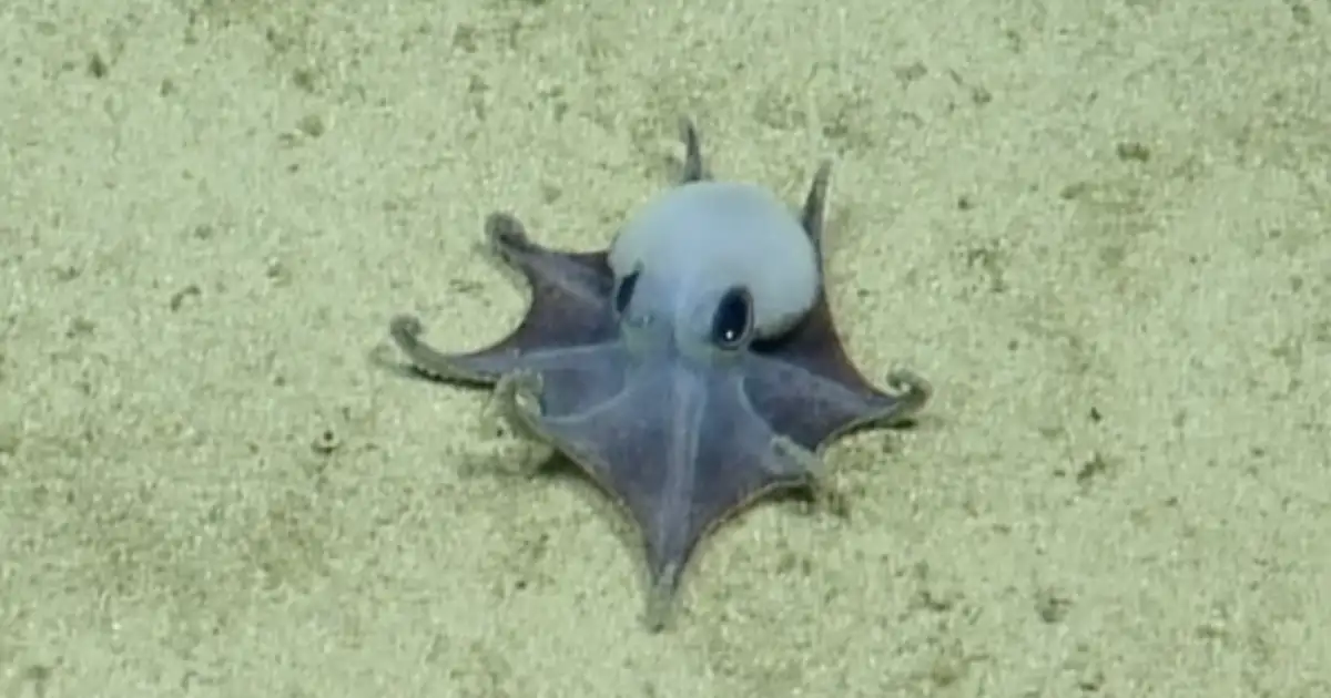 Un pulpo azul que cabe en la palma de tu mano: las Islas Galápagos dan ...