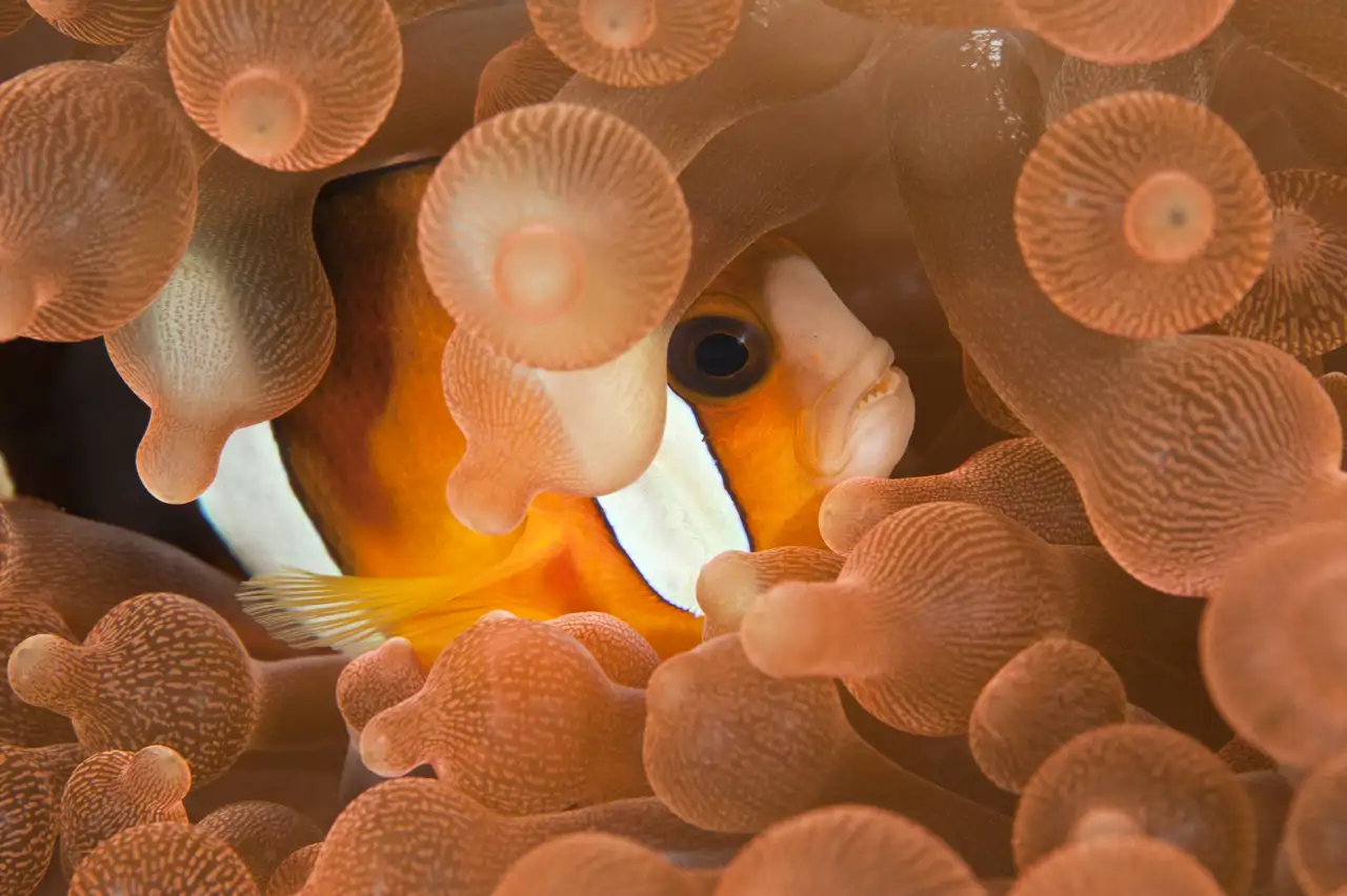 ¿Buscando a Nemo?