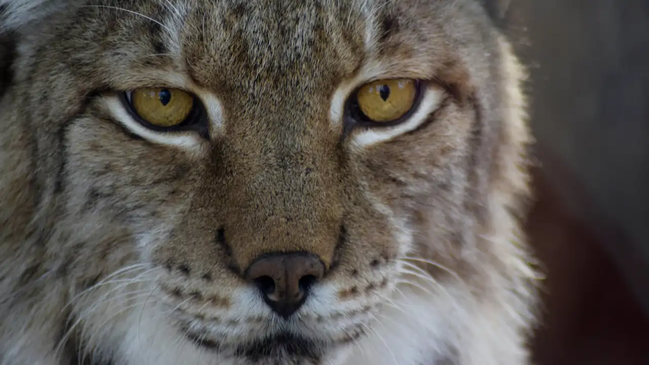 La paradoja del lince ibérico: los atropellos alcanzan cifras récord ...