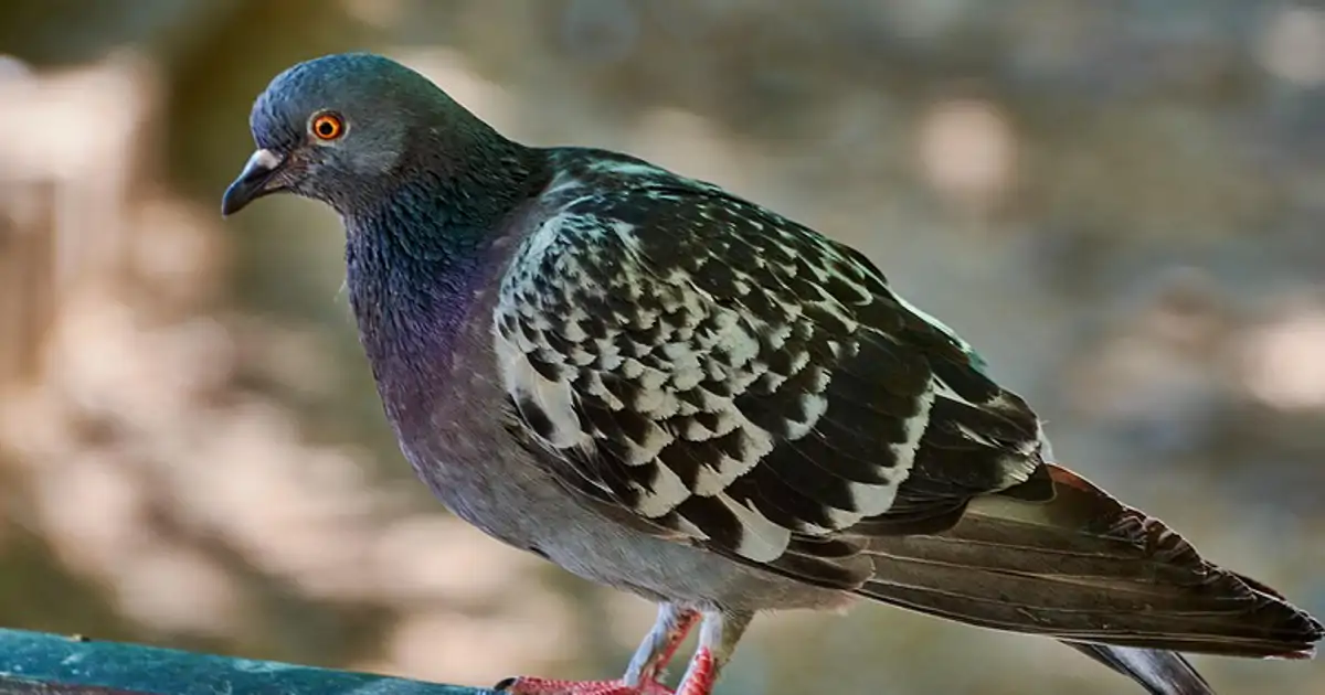 ¿Cómo hacen las palomas para encontrar el camino de vuelta a casa?