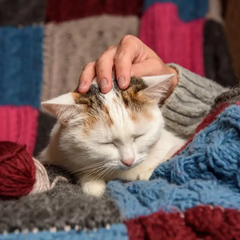 Reportajes y fotografías de Gato en National Geographic